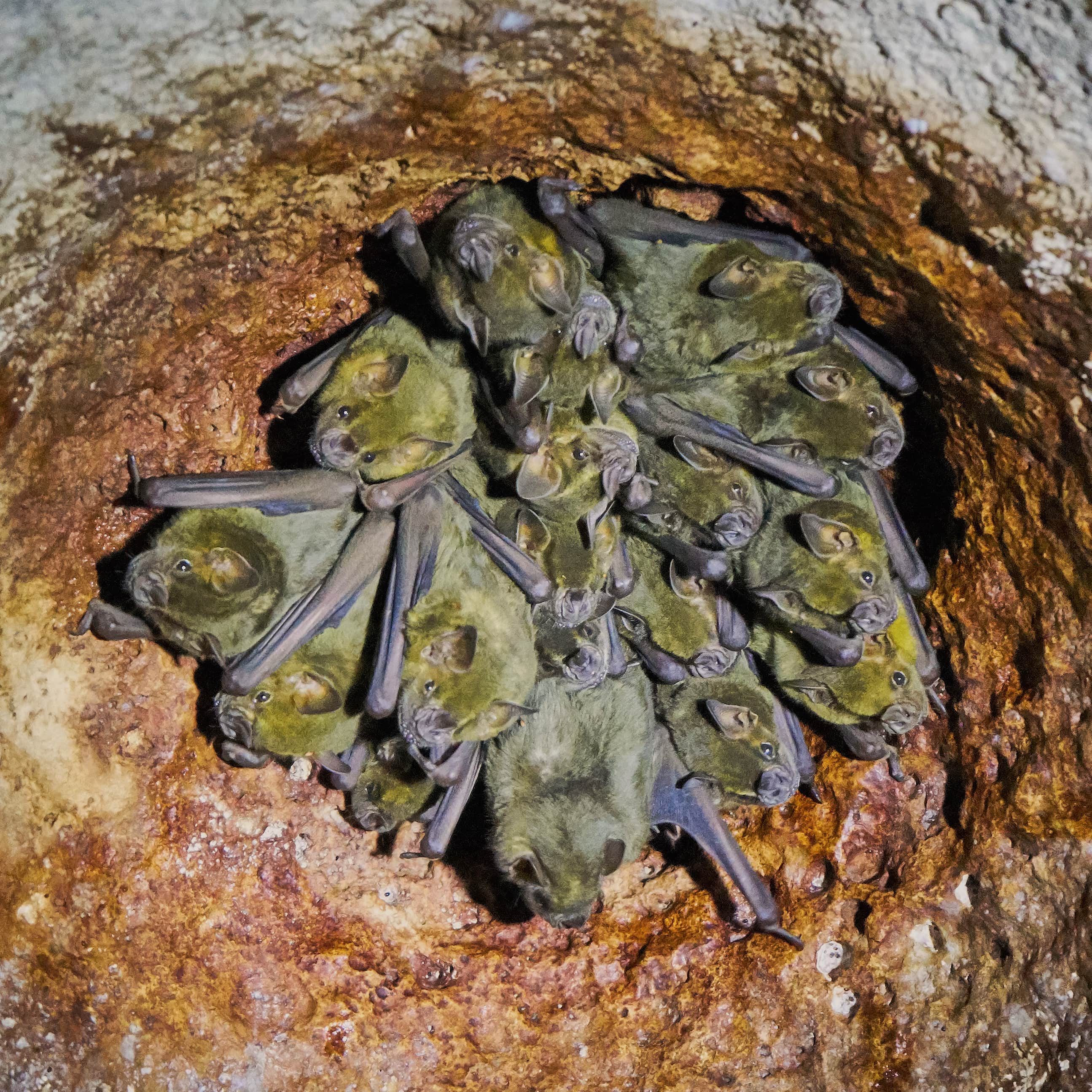 Are Bats Driving You Batty? - Aussie Bark Control