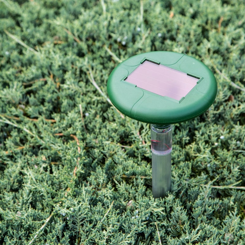 The Solar SafeGuard — Will it Hurt My Pets? - Aussie Bark Control