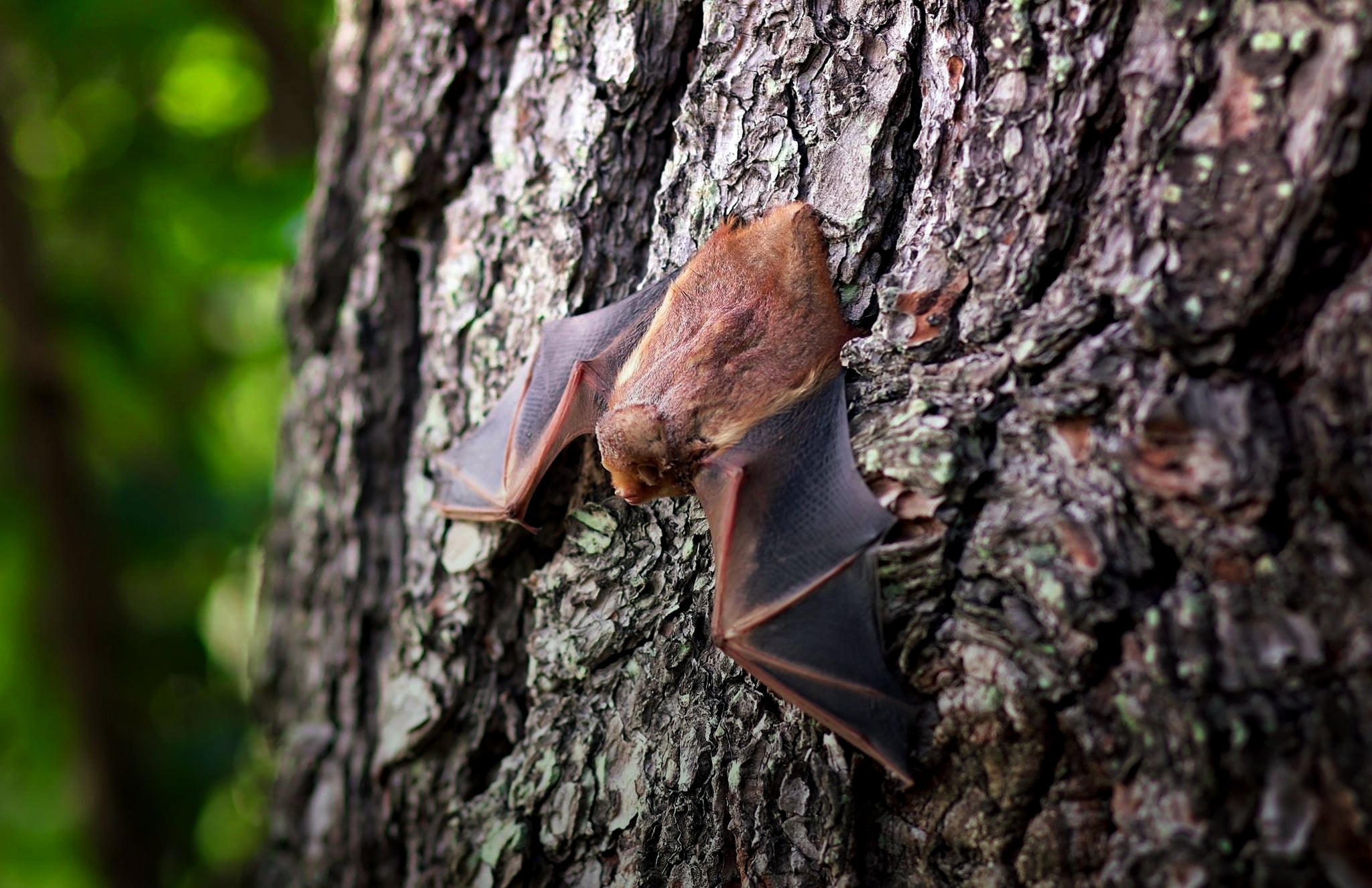 Bat Control - Aussie Bark Control