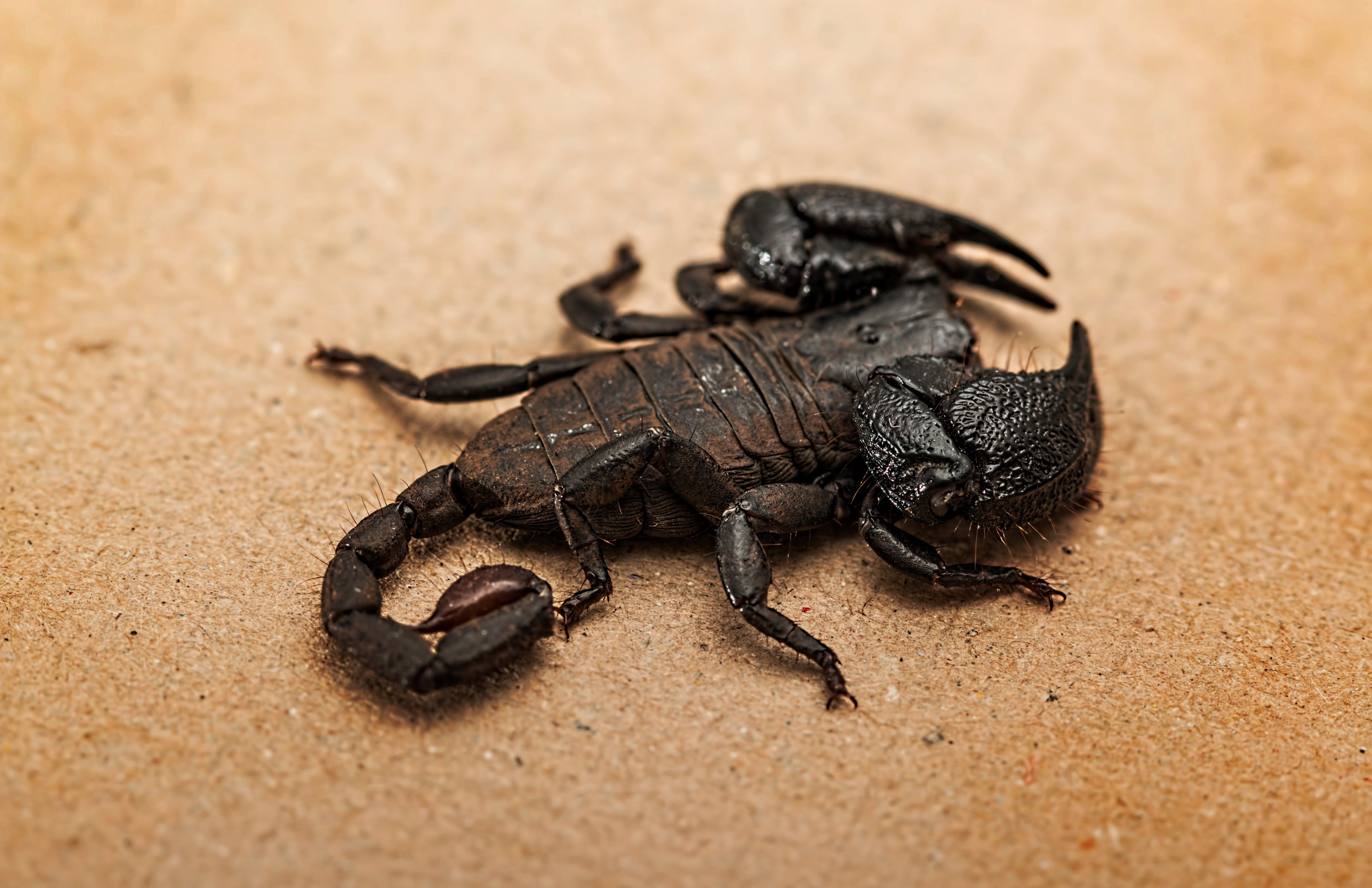 Scorpion Control - Aussie Bark Control