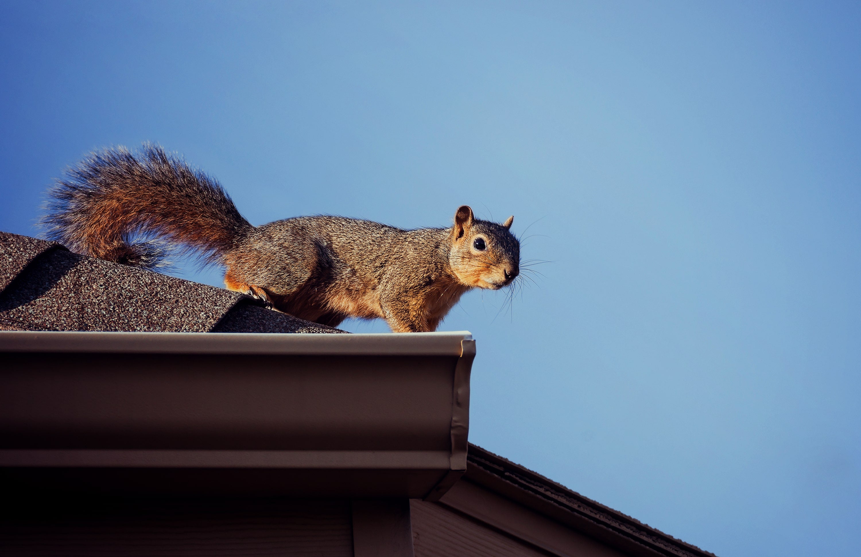Squirrel Control - Aussie Bark Control
